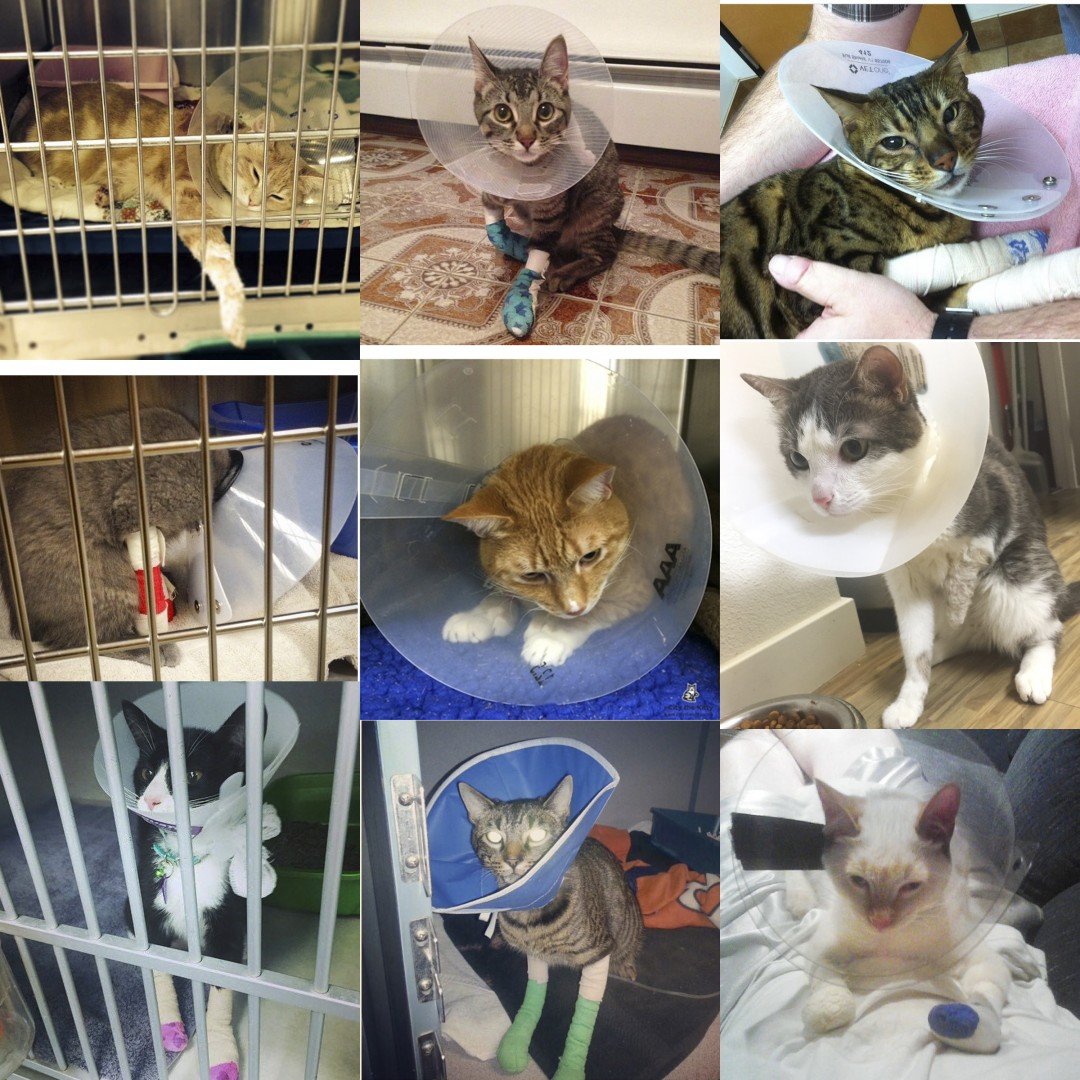 Declaw Cone of Shame - City the Kitty - Official