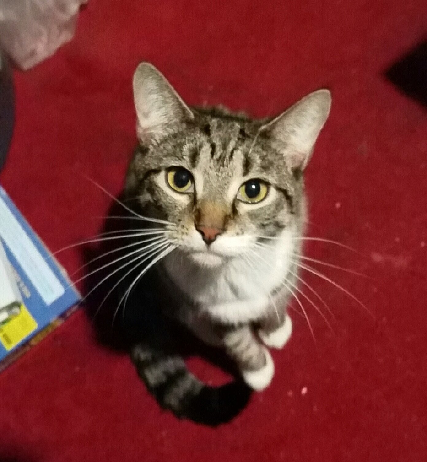 Tori City The Kitty Official
