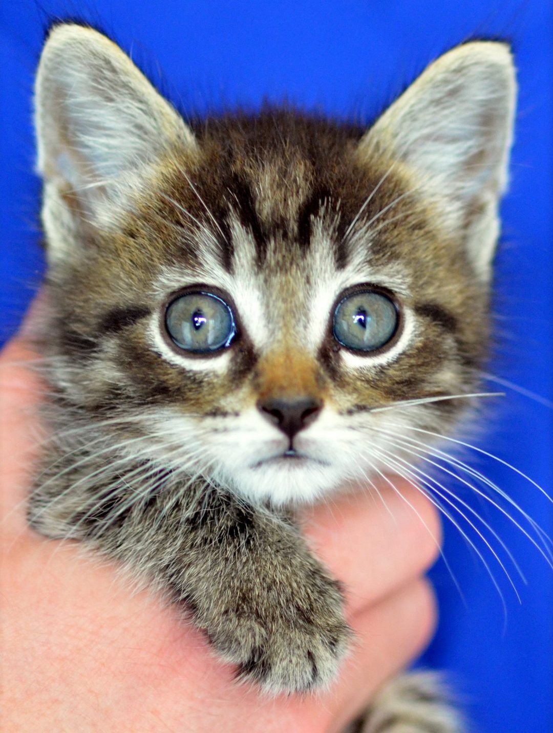 One Giant Step For Catkind That All Veterinary Practices Should Take ...