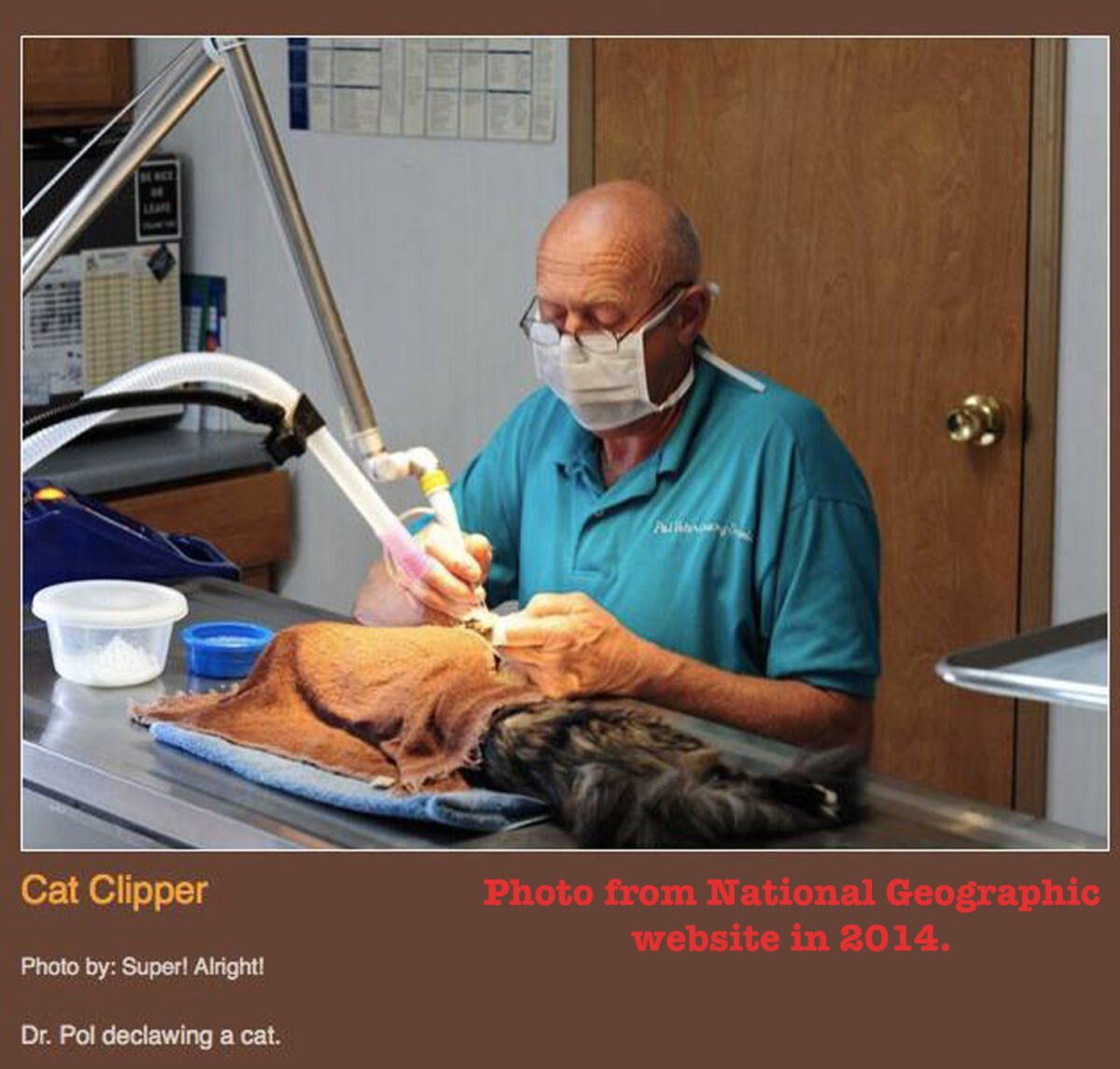 Declawing: Who's on the right side and the wrong side of history ...