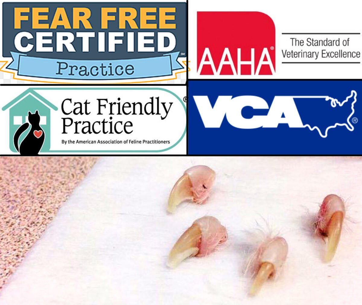 FEAR FREE,CAT Friendly, VCA, AAHA - City the Kitty - Official