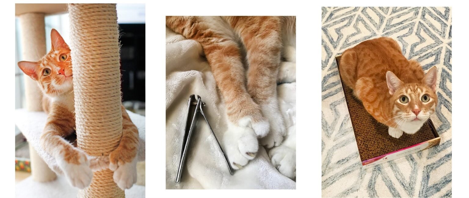 Declawing Facts vs Myths & Humane Options - City the Kitty - Official
